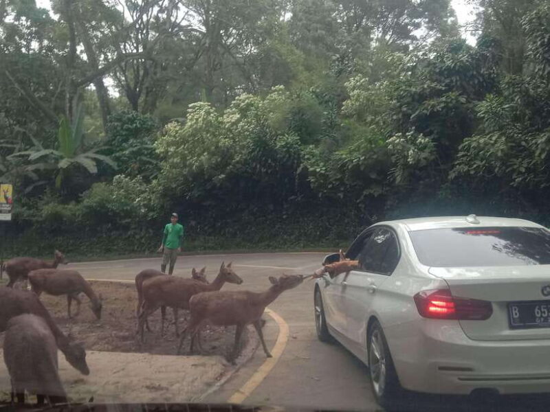 From Jakarta: Private Taman Safari Day Tour - The Itinerary and How It Unfolds