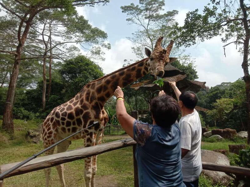 From Jakarta: Private Taman Safari Day Tour - What’s Included and What’s Not?