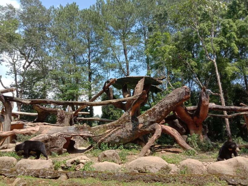 From Jakarta: Private Taman Safari Day Tour - The Value of the Experience