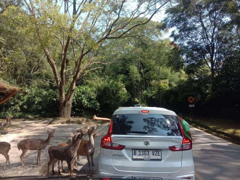 From Jakarta: Private Taman Safari Day Tour - Real Experiences from Travelers