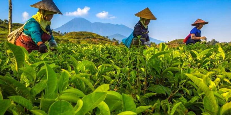 From Jakarta: Safari Park, Tea Plantation & Jaksa Waterfall - Scenic Drive to Puncak: The Heart of the Tea Landscape