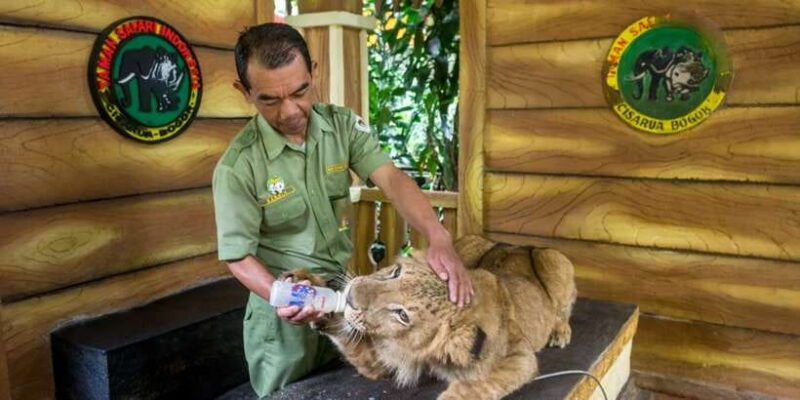 From Jakarta: Safari Park, Tea Plantation & Jaksa Waterfall - Practicalities: What’s Included and What to Know