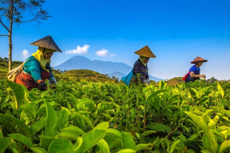 From Jakarta: Safari Park, Tea Plantation & Jaksa Waterfall - Authentic Experiences and Honest Feedback