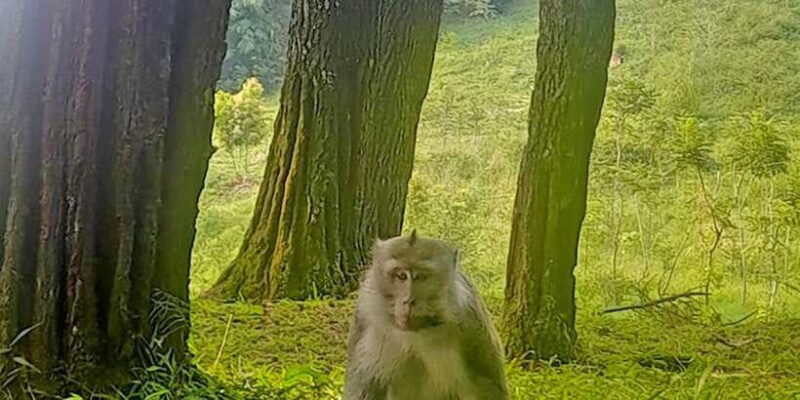 From Jakarta : Waterfall , Botanical Garden , Puppet Show - Real Traveler Insights & What to Expect