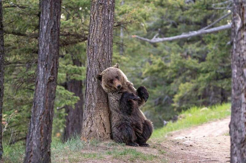 From Jasper: Jasper National Park Wildlife Discovery Tour - Practical Aspects: Price, Duration, and Group Size