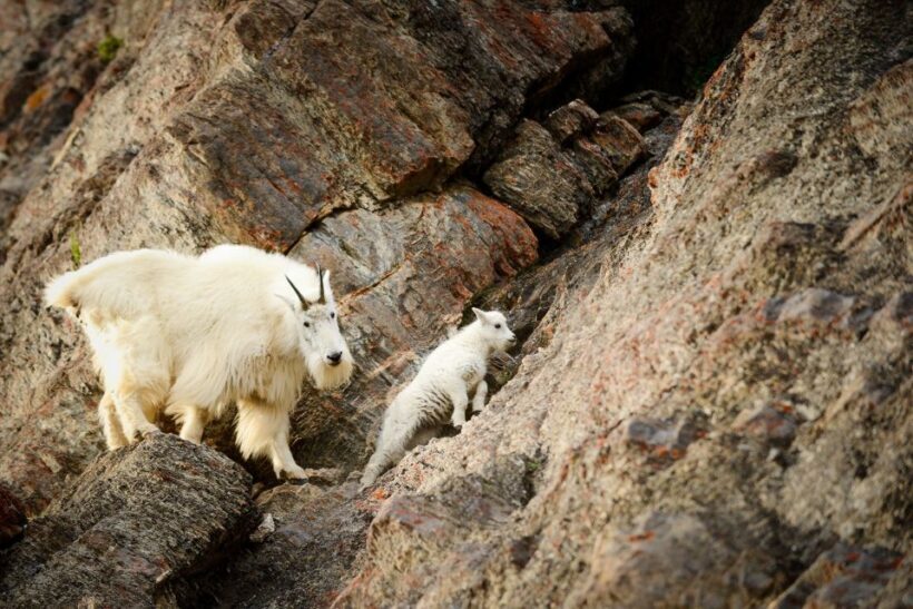 From Jasper: Jasper National Park Wildlife Discovery Tour - The Drawbacks: What to Keep in Mind