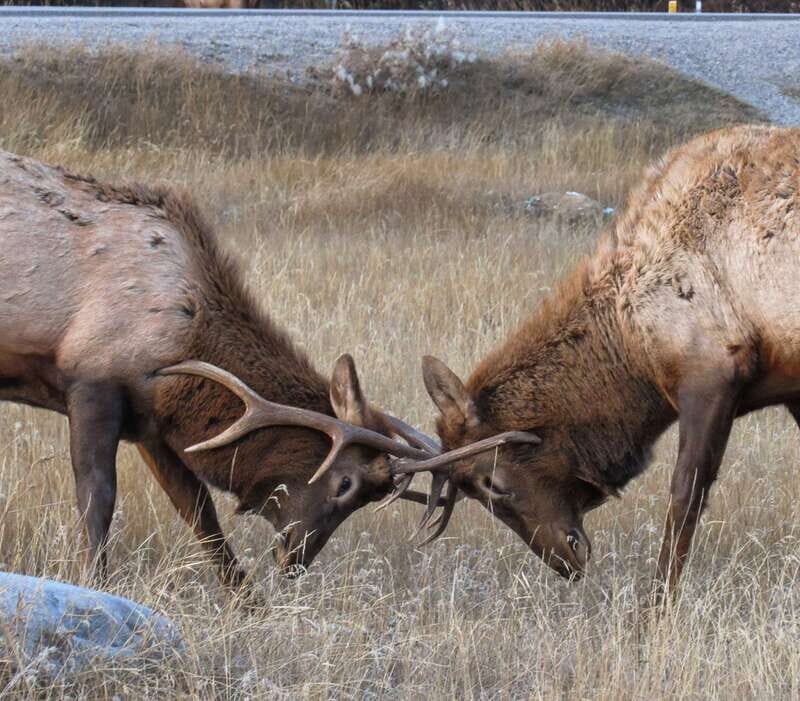 From Jasper: Jasper National Park Wildlife Discovery Tour - Who Should Consider this Tour?