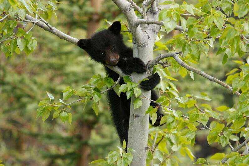 From Jasper: Jasper National Park Wildlife Discovery Tour - The Sum Up: Is it Worth It?