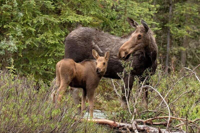 From Jasper: Jasper National Park Wildlife Discovery Tour - FAQs