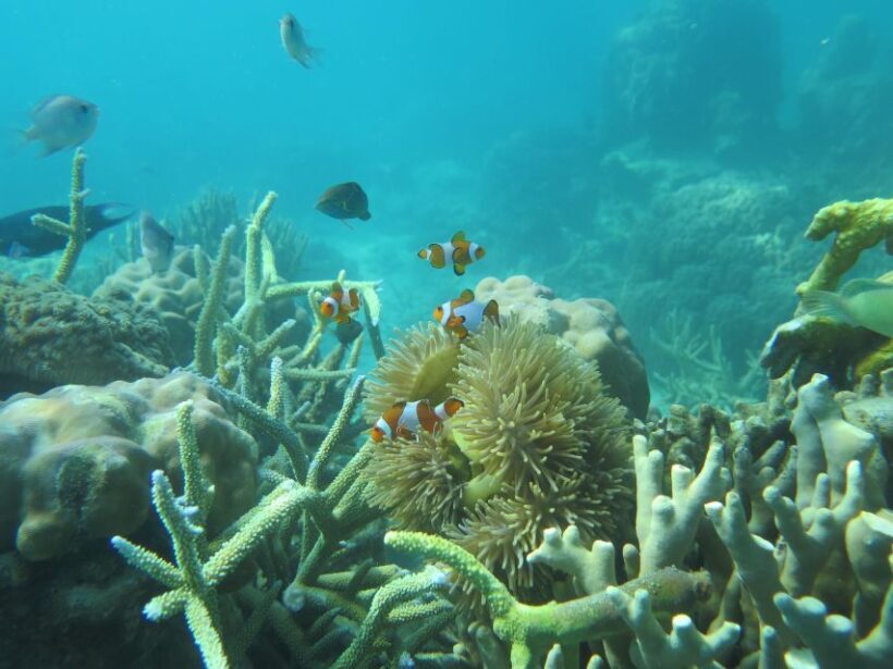 From Jepara: 3-Day Snorkeling Tour in the Karimunjawa Island - Key Points