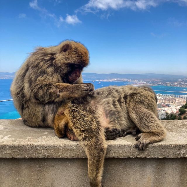 From Jerez: Gibraltar Full Day Tour - Exploring Gibraltar’s Main Attractions