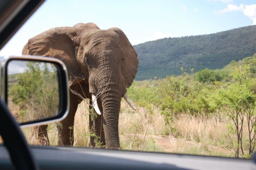 From Johannesburg: Pilanesberg National Park Safari - Key Points