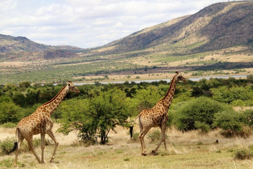 From Johannesburg: Pilanesberg Nature Reserve Game Safari - The Sum Up