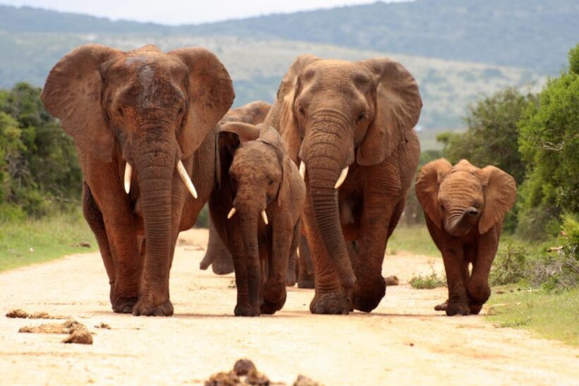From Johannesburg: Pilanesberg Wildlife Safari - The Itinerary in Detail