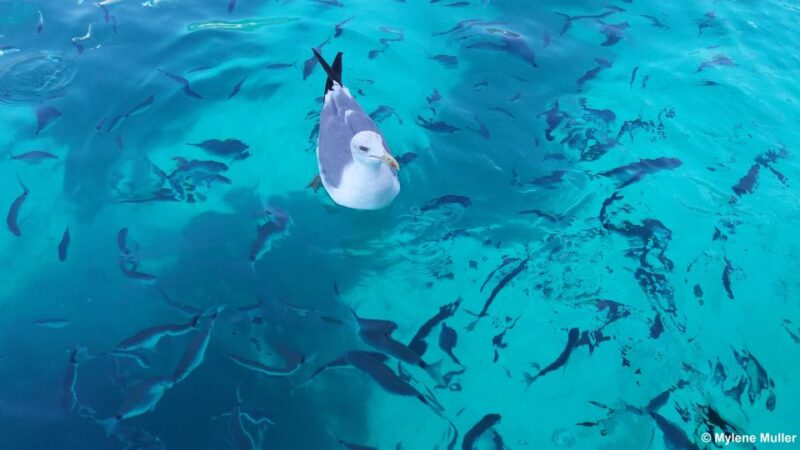 From Juan les Pins: Private French Riviera Solar Boat Cruise - Analyzing the Value