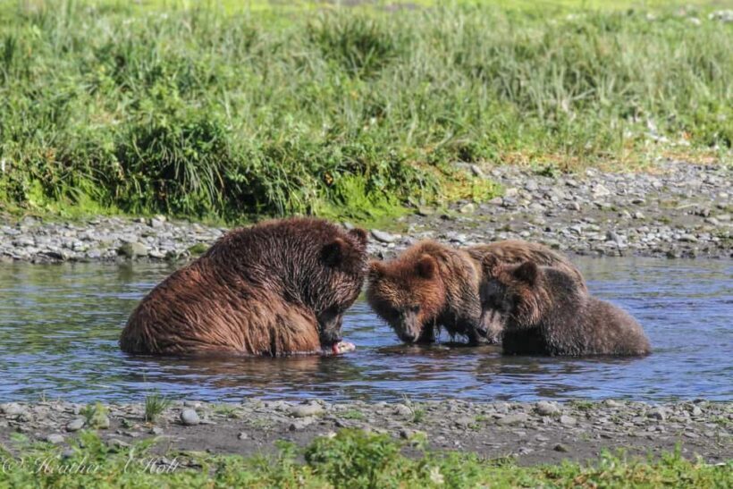 From Juneau: Pack Creek Bear Viewing Adventure - Key Points