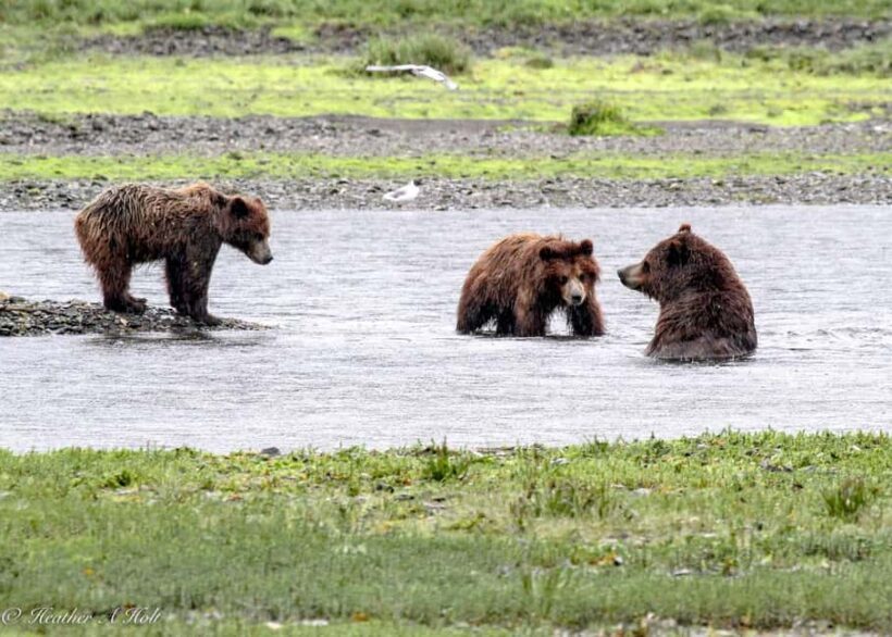 From Juneau: Pack Creek Bear Viewing Adventure - The Itinerary: From Juneau to the Wilderness