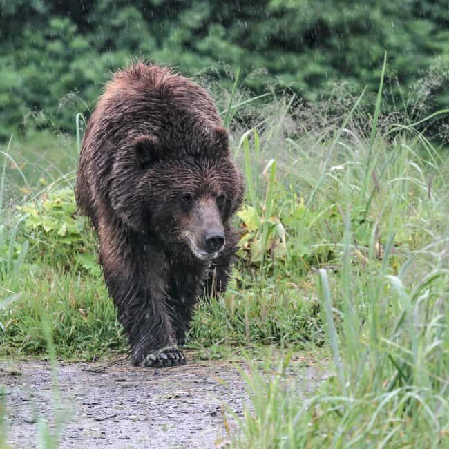 From Juneau: Pack Creek Bear Viewing Adventure - The Bear Viewing Experience: Up Close and Personal