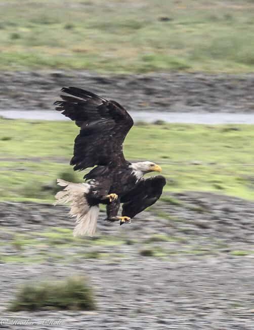 From Juneau: Pack Creek Bear Viewing Adventure - Authenticity and Respect for Nature