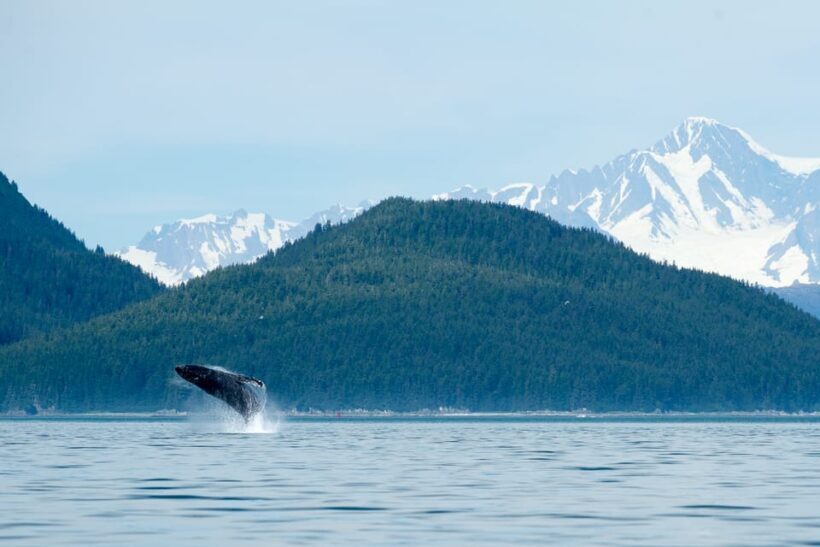 From Juneau: Whale Watching Cruise with Snacks - Final Thoughts: Is It Worth It?