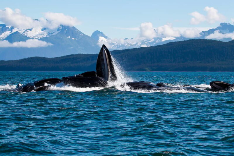 From Juneau: Whale Watching Cruise with Snacks - Key Points