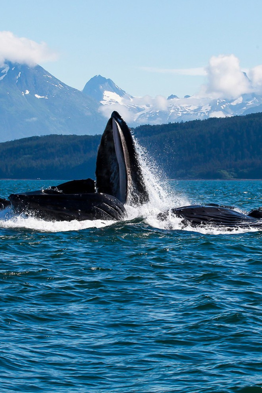 From Juneau: Whale Watching Cruise with Snacks - The Real Value of This Tour
