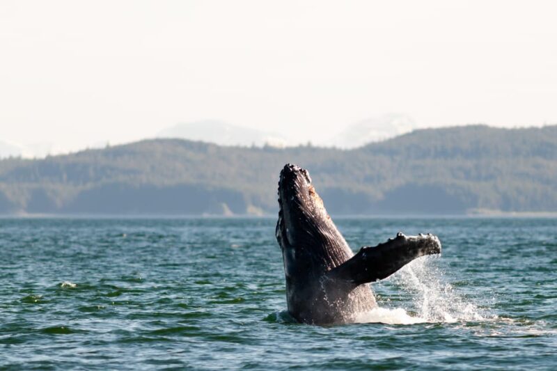 From Juneau: Whale Watching Cruise with Snacks - Who Should Consider This Tour?
