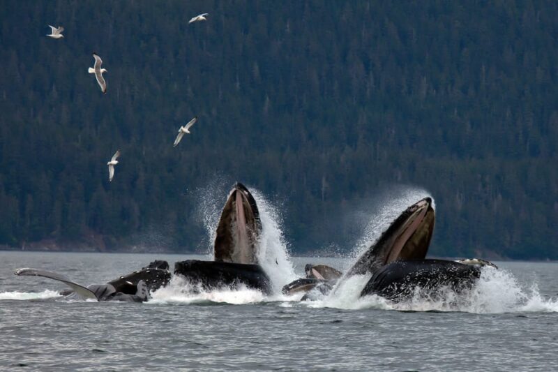 From Juneau: Whale Watching Cruise with Snacks - The Sum Up