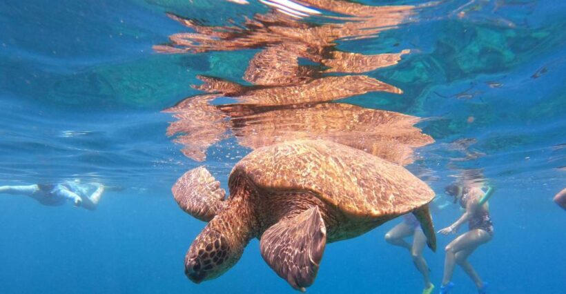 From Ka'anapali: West Maui Half-Day Snorkel Tour w/ Food - Food and Drinks: A Big Plus
