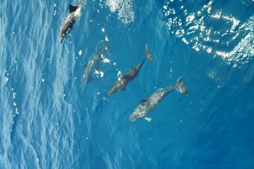 From Ka'anapali: West Maui Half-Day Snorkel Tour w/ Food - FAQ
