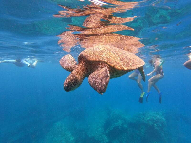 From Ka'anapali: West Maui Half-Day Snorkel Tour w/ Food - Who’s This Tour Best For?