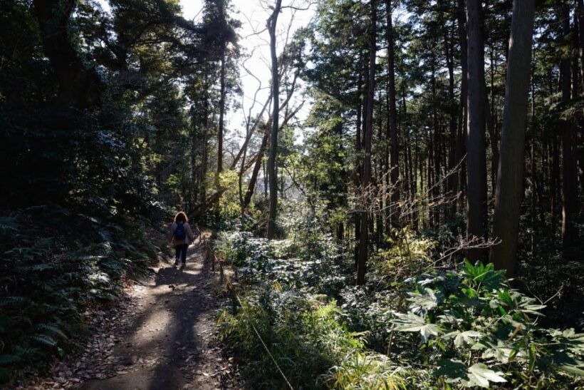 From Kamakura: Daibutsu Hiking Trail Tour with Local Guide - Exploring Kamakura on Foot: Why Choose This Tour?