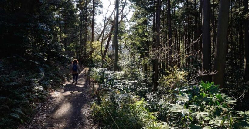 From Kamakura: Daibutsu Hiking Trail Tour with Local Guide - The Value: Is It Worth The Price?