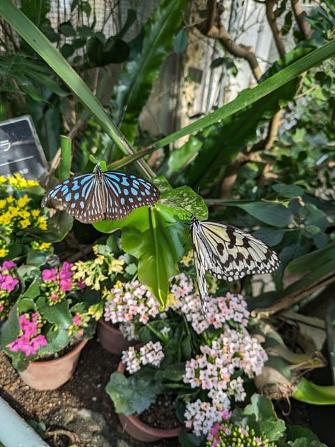 From Kanazawa: Temples, Panoramic Landscape and Butterflies - Lunch and Optional Visit to Shishi World Museum