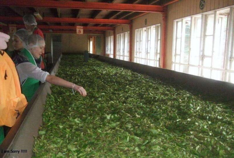 From Kandy: All Inclusive Kandy, Pinnawala & Tea Plantation - A Detailed Look at the Tours Highlights