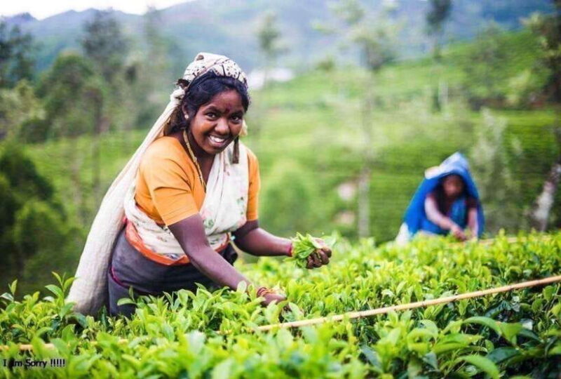 From Kandy: All Inclusive Kandy, Pinnawala & Tea Plantation - What Travelers Say