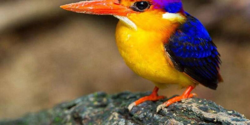 From Kandy: Bird watching tour to Udawatte Kele Sanctuary - Value and Practicalities