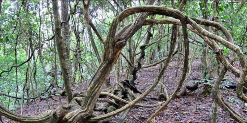 From Kandy: Bird watching tour to Udawatte Kele Sanctuary - The Sum Up: Who Will Love This Tour?