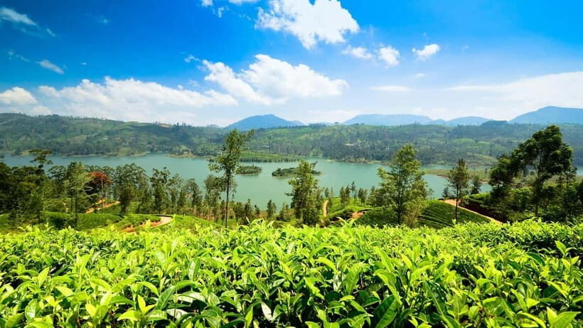 From Kandy: Ella Drop Tour via Nuwara Eliya - Key Points