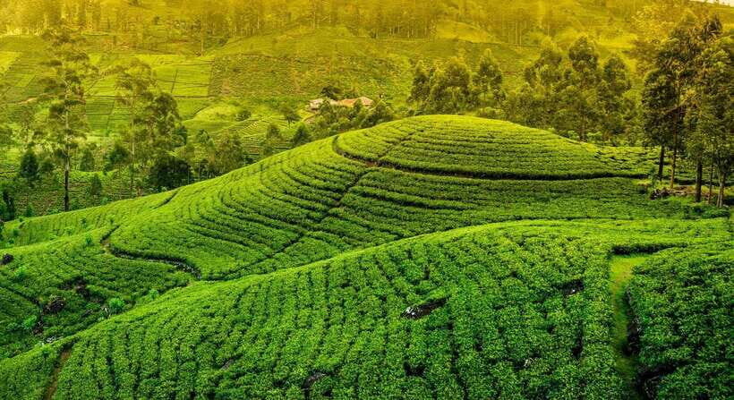 From Kandy: Ella private Day Tour With Train Ride - The Itinerary — What to Expect