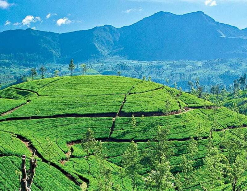 From Kandy: Ella private Day Tour With Train Ride - The Sum Up