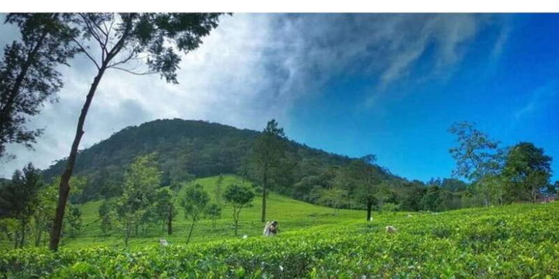 From Kandy: James Taylors Tea Tour (The Tale of Ceylon Tea) - Who Should Book This Tour?