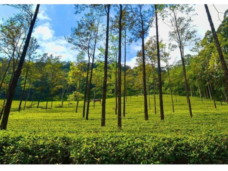 From Kandy: James Taylors Tea Tour (The Tale of Ceylon Tea) - Final Words