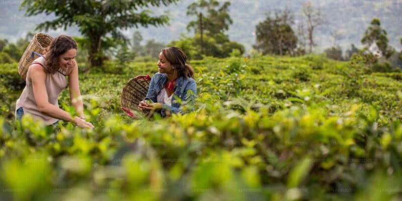 From Kandy: Nuwara Eliya by Train - Practical Details and Value