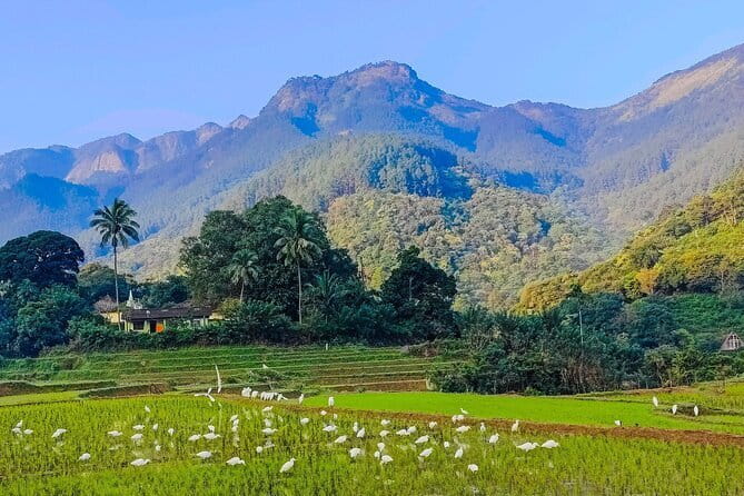 From Kandy: Nuwara Eliya Day Tour (Tea Trails, Waterfalls etc..) - The Value and Who It’s Best For