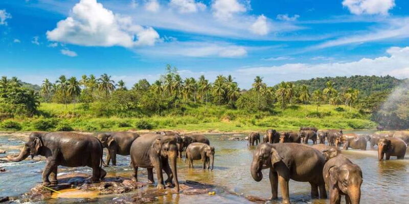 From Kandy: Pinnawala and Botanical Garden Tour By Tuk Tuk - Key Points