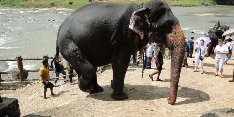 From Kandy: Pinnawala and Botanical Garden Tour By Tuk Tuk - The Practicalities: Whats Included and Whats Not