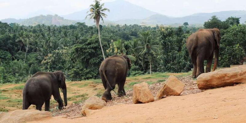 From Kandy: Pinnawala and Botanical Garden Tour By Tuk Tuk - Who Will Love This Tour?