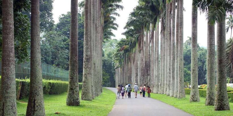 From Kandy: Pinnawala Day Tour - Reviews in Action: Authentic Voices