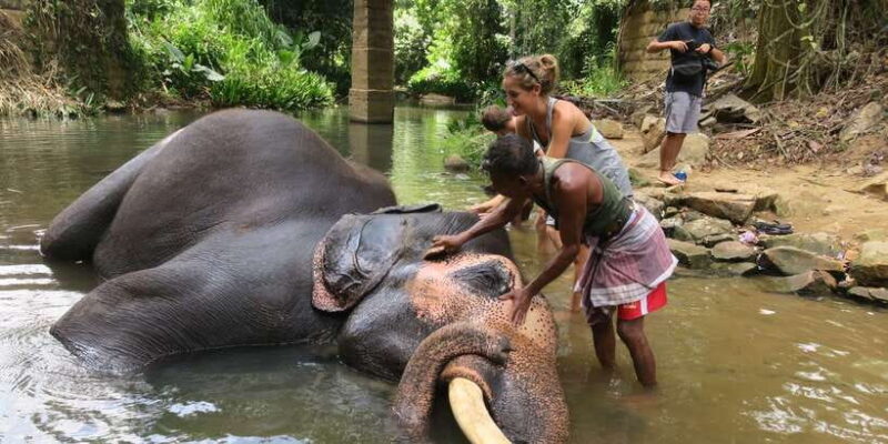 From Kandy: Pinnawala Day Tour - Who Is This Tour Best For?